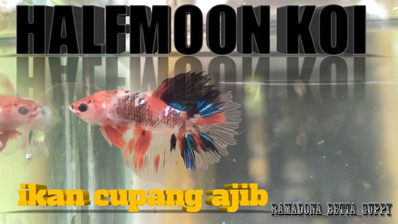 ikan cupang jenis HM KOI - YouTube