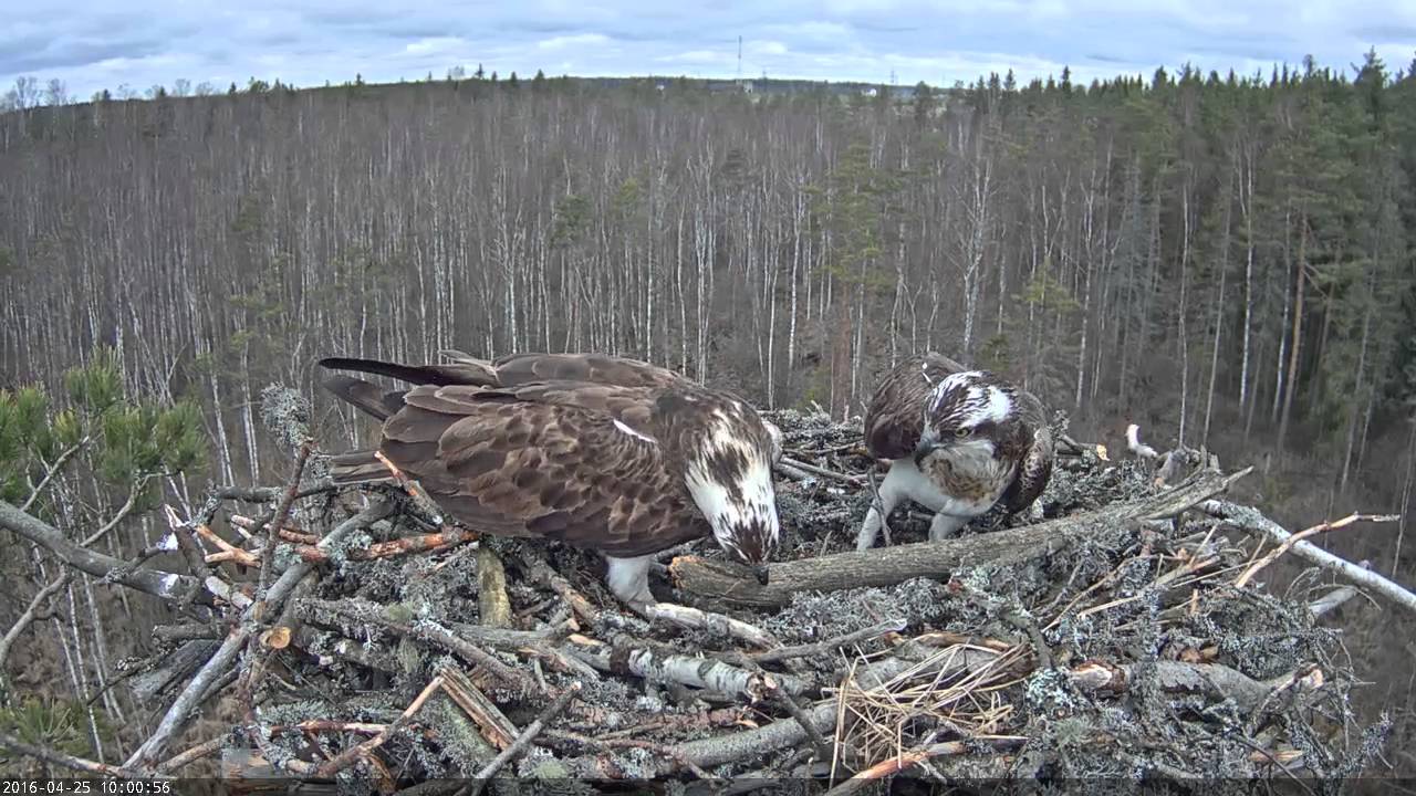 Ospreys working hard with a heavy log - YouTube