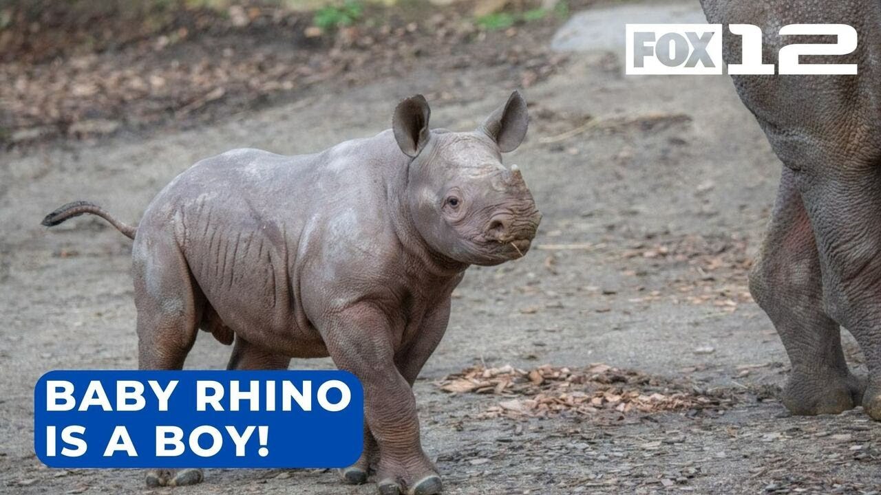 Baby rhino born at Oregon Zoo is a boy, now weighs over 200 lbs. - YouTube