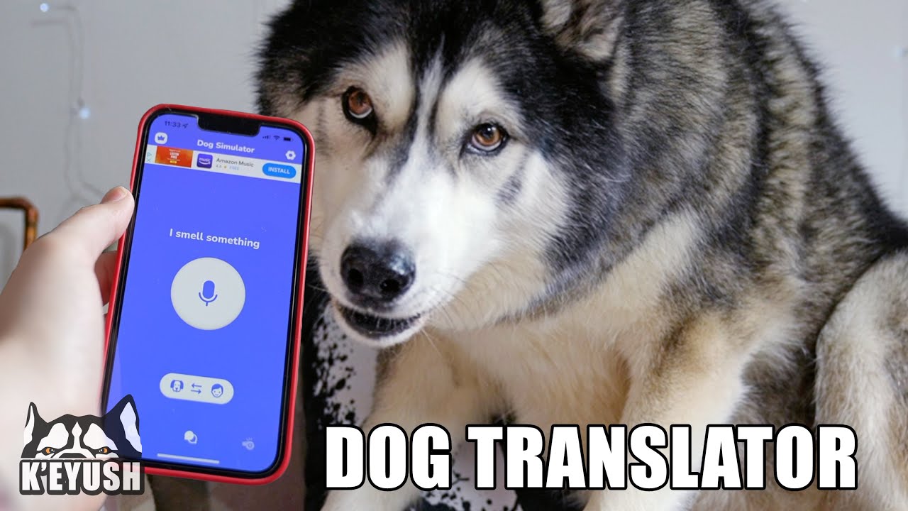 Talking Husky is NOT Impressed With This Dog App! - YouTube