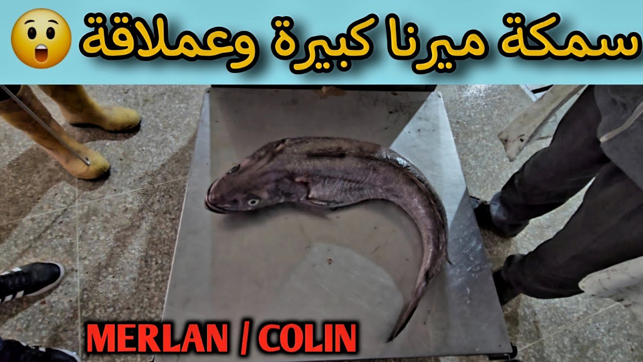 أضخم سمكة ميرنا ( كولا ) ستراها Le plus gros poisson merlan ( Colin ...