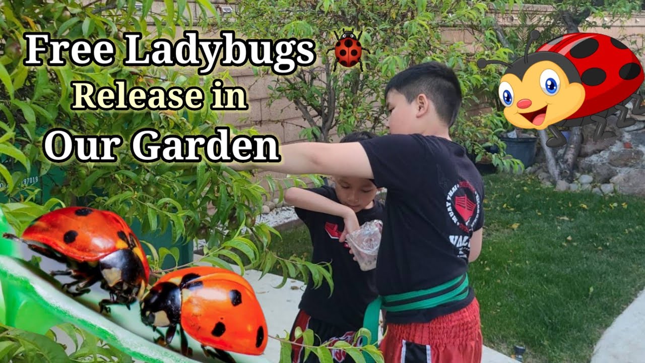 Get Free Ladybugs (Release In Our Garden) - YouTube