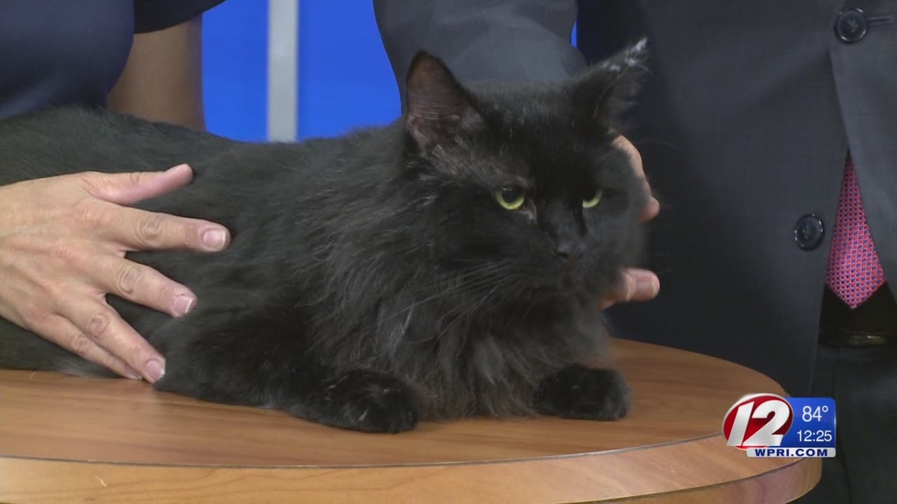 Rescue a Pet: Cricket the Cat - YouTube