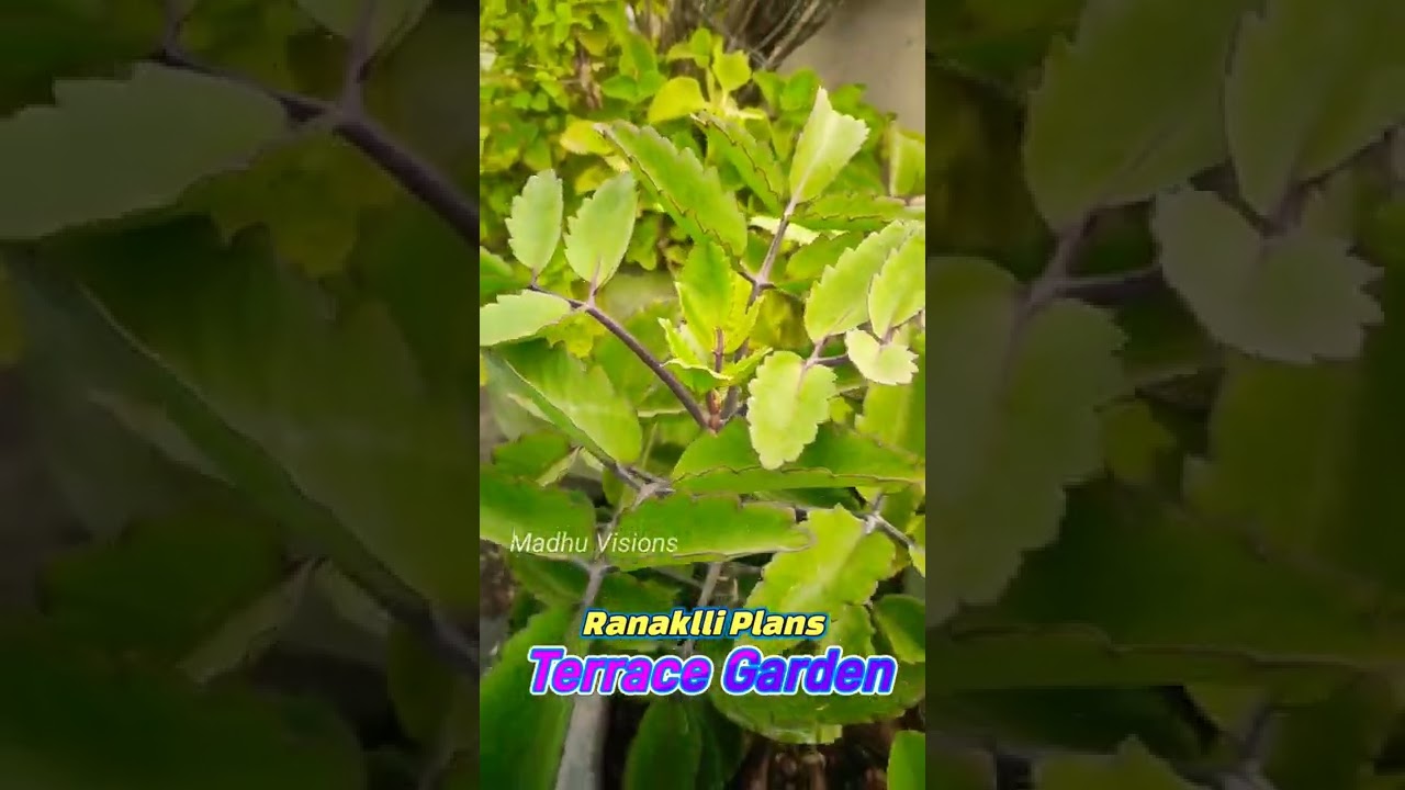 Rana Kalli Plant | Terrace Garden | இரணகள்ளி செடி | மாடித்தோட்டம் ...