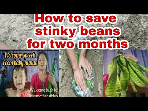 Learn how to save stinky beans| jonglha||jongchak|| for two months ...