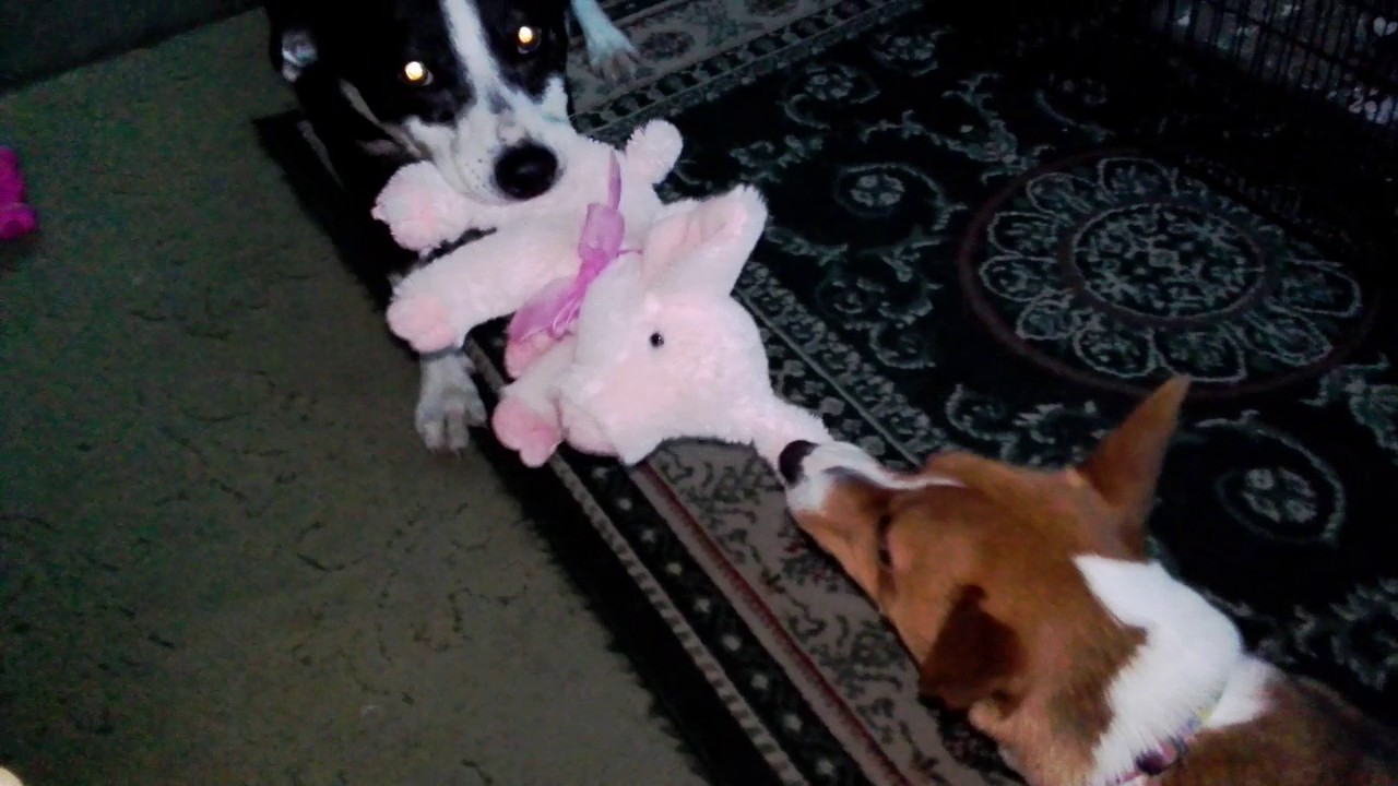 pets at play - YouTube