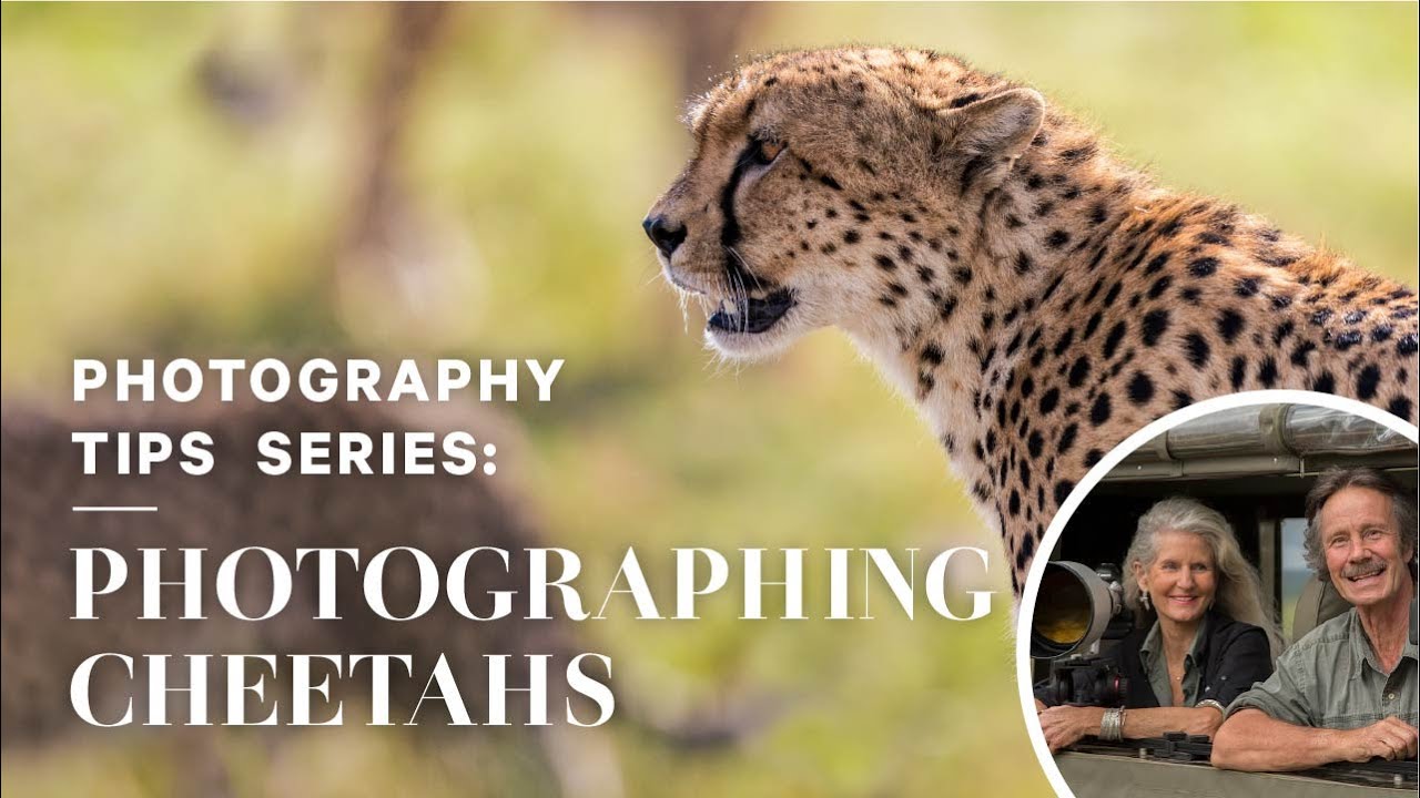 'Top Tips for Photographing Cheetahs' with Wildlife Photographers ...