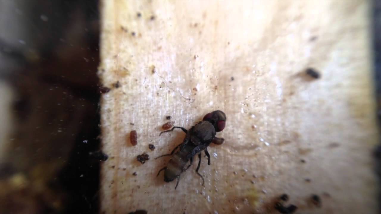 How does Caxoxenus indagator escape? Houdini fly It uses it head ...