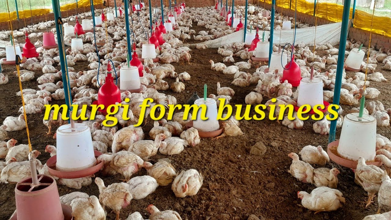 murgi form business - YouTube