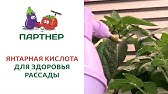 ЯНТАРНАЯ КИСЛОТА - секрет ОГРОМНОГО урожая! Янтарная кислота как ...