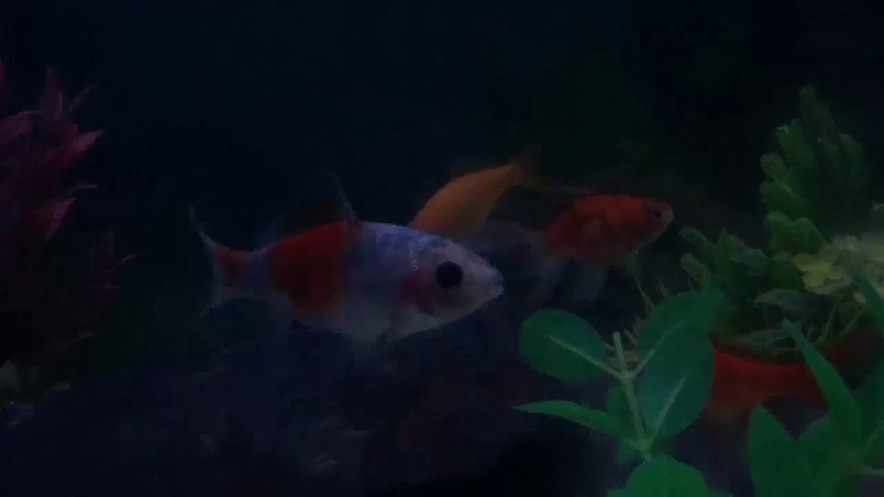 Aquarium poisson rouge - YouTube