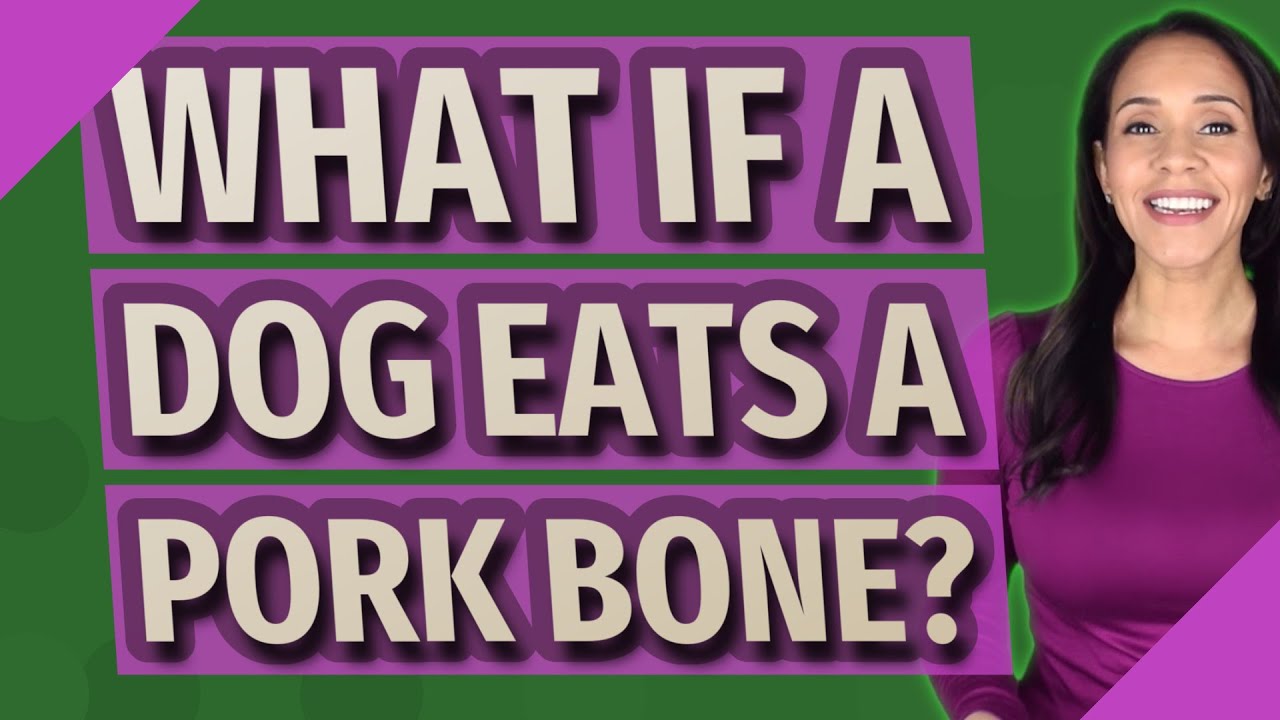 What If A Dog Eats A Pork Bone YouTube what-if-a-dog-eats-a-pork-bone-youtube