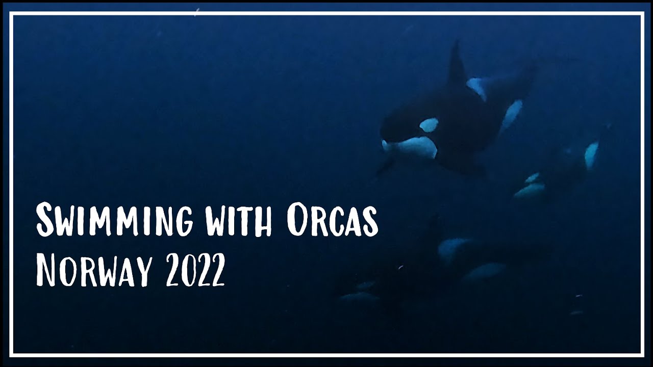 Swimming with Orcas, Norway 2022 (Valhalla Orca Expedition) - YouTube