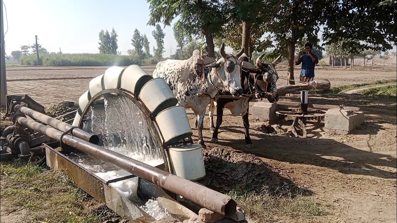 traditional irrigation method of canal water lifting bull persian wheel ...
