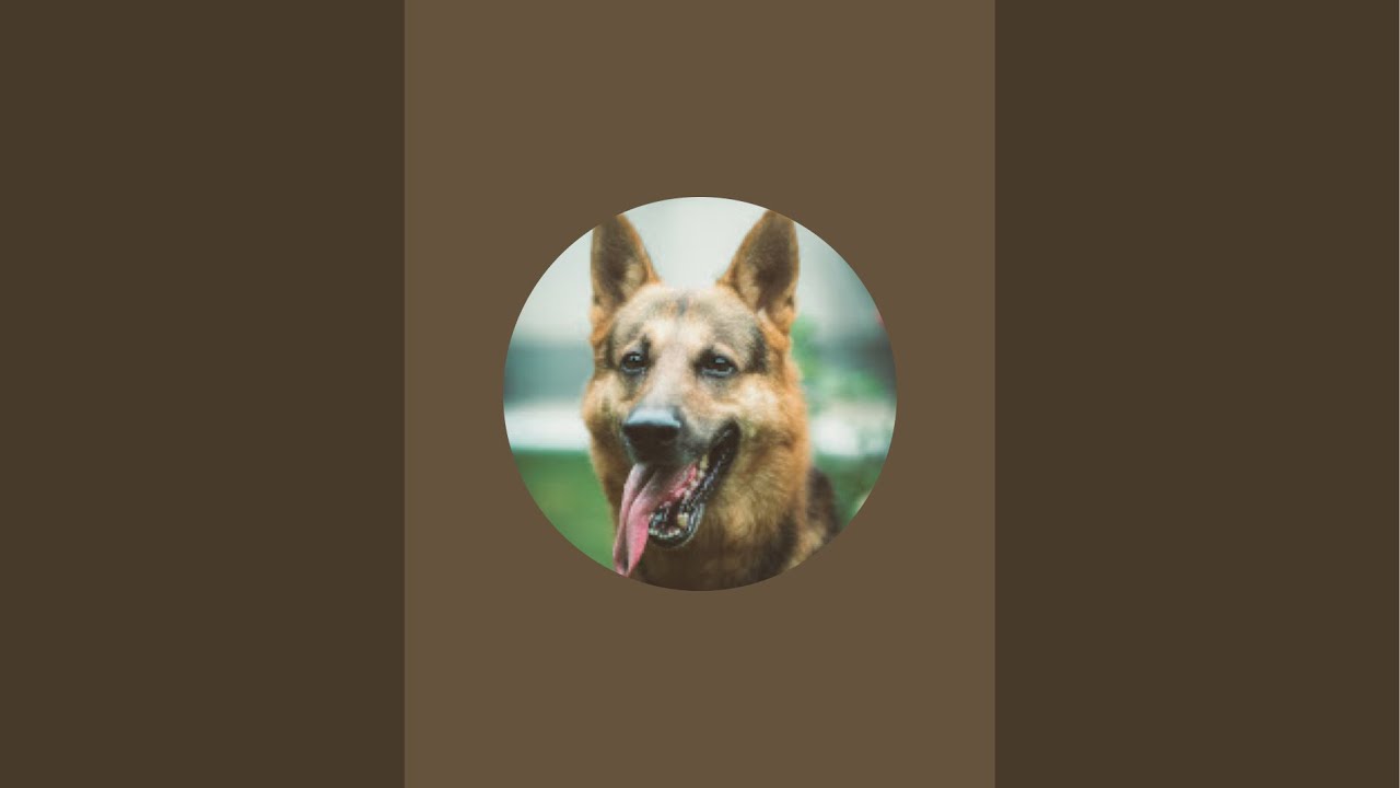 Hector The Loyal is live - YouTube