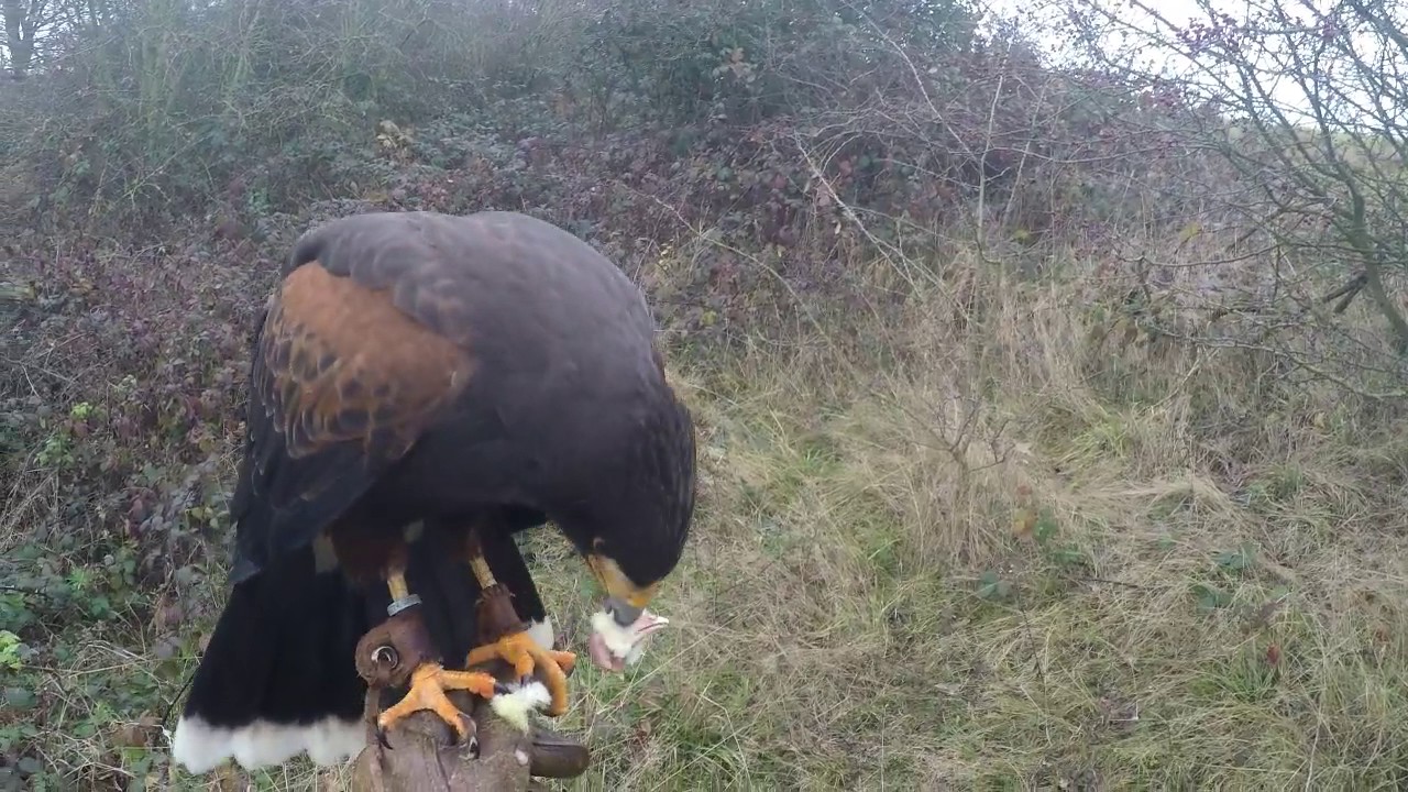 Hunting with Harris Hawks. 4th Weekend Nov Part 3. - YouTube