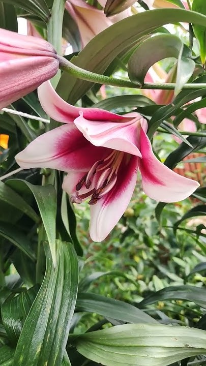 Лилия Friso Фризо ОТ лилия гибрид #flowers #garden #цветы #сад #plants ...