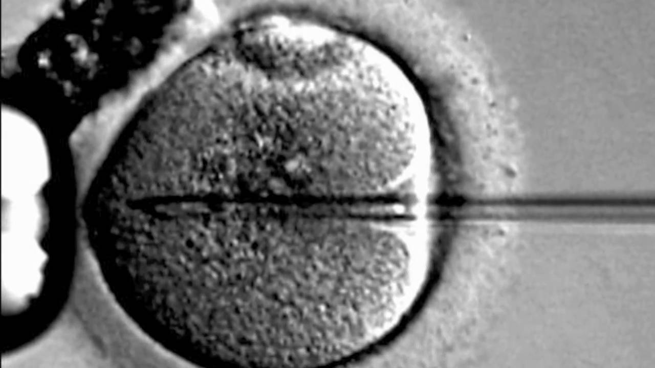 La fecundación in vitro - YouTube