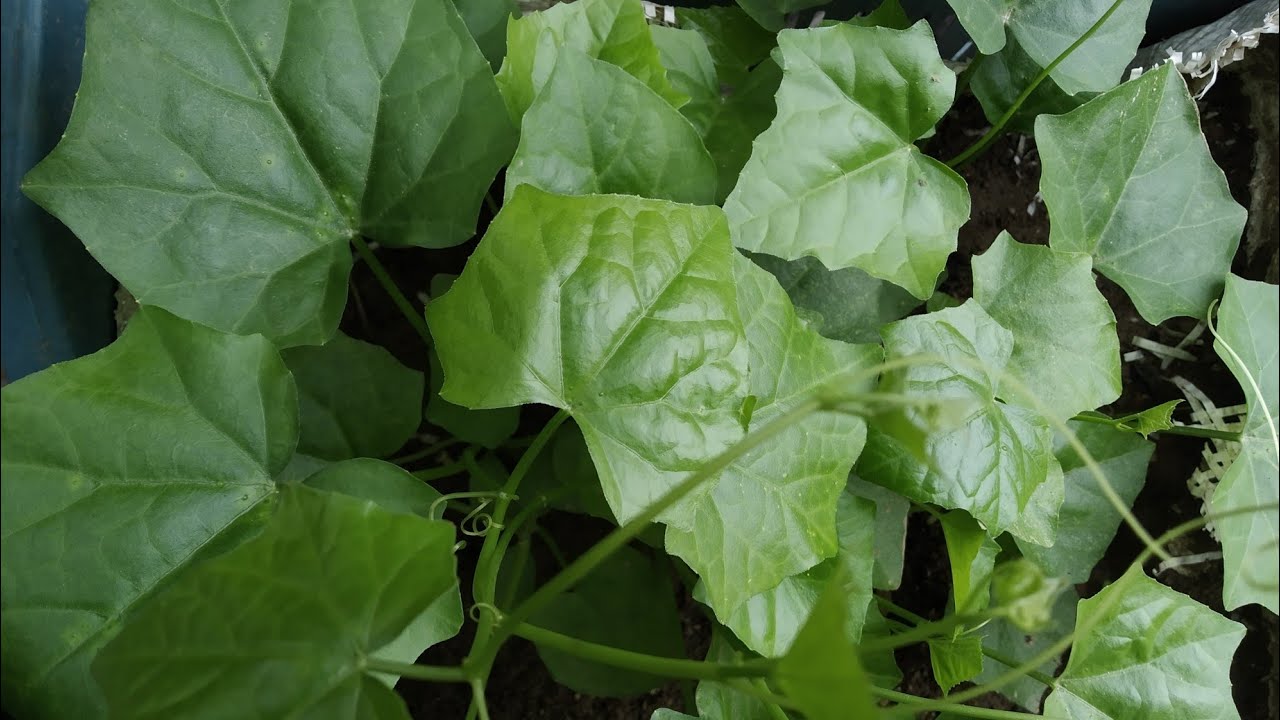 How to grow kundru/kundri plant from seeds|| - YouTube