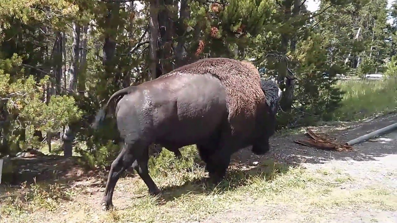 Bison walk - YouTube