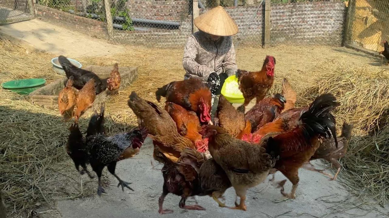 How to raise chickens and create a home for chickens in the countryside ...