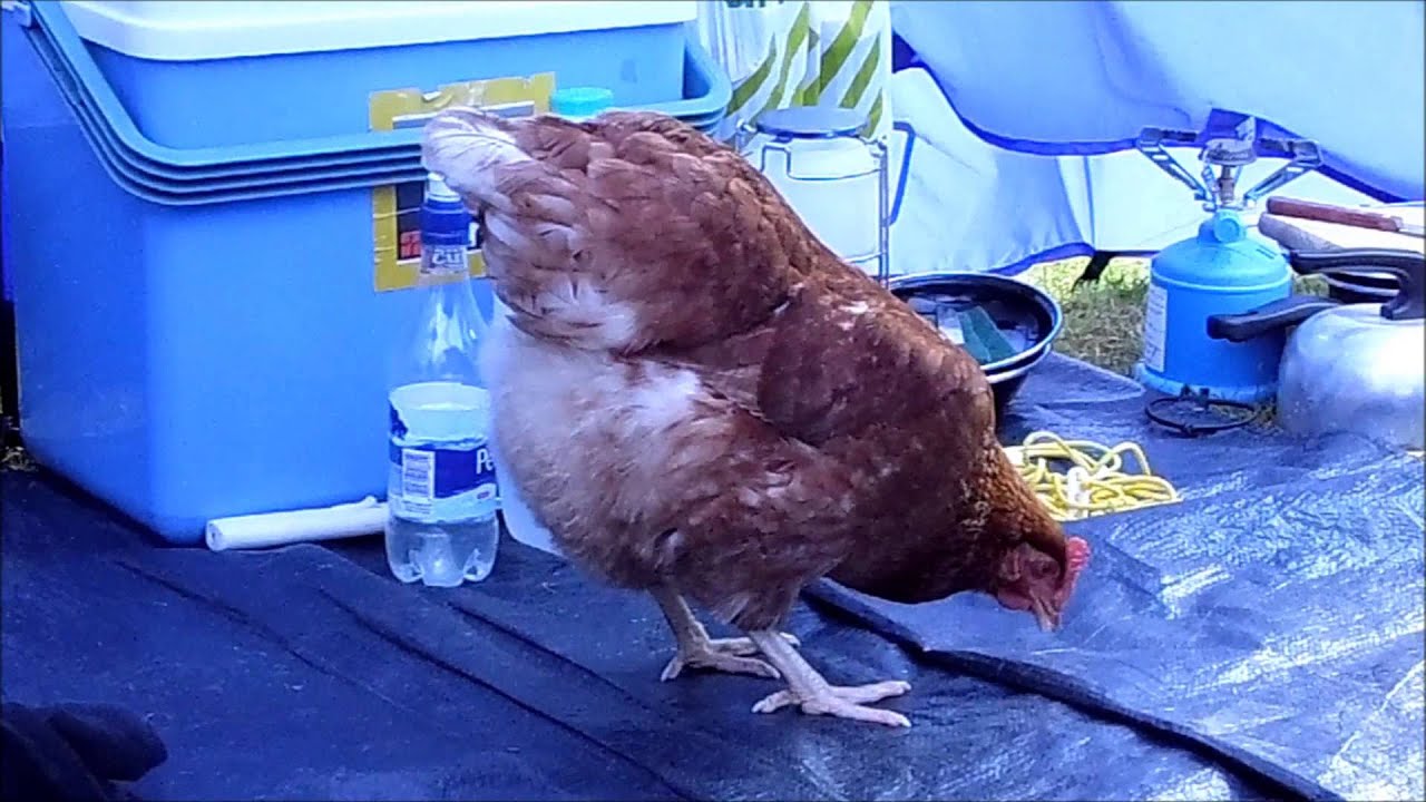 Chickens in the tent (here come the girls) - YouTube