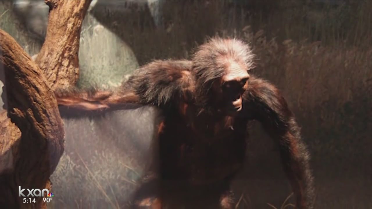 3.1 million-year-old Lucy's bones tell story of how she died - YouTube