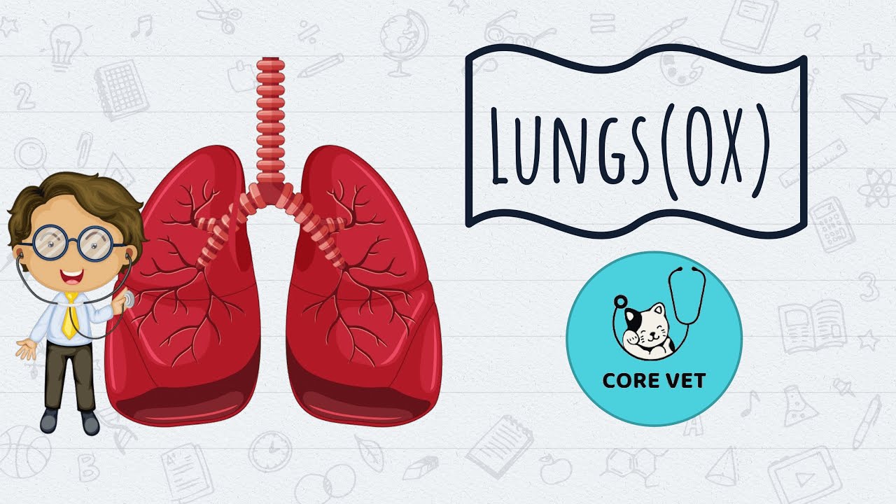 Description Of Lungs(Ox) | Splanchnology | Veterinary Anatomy - YouTube