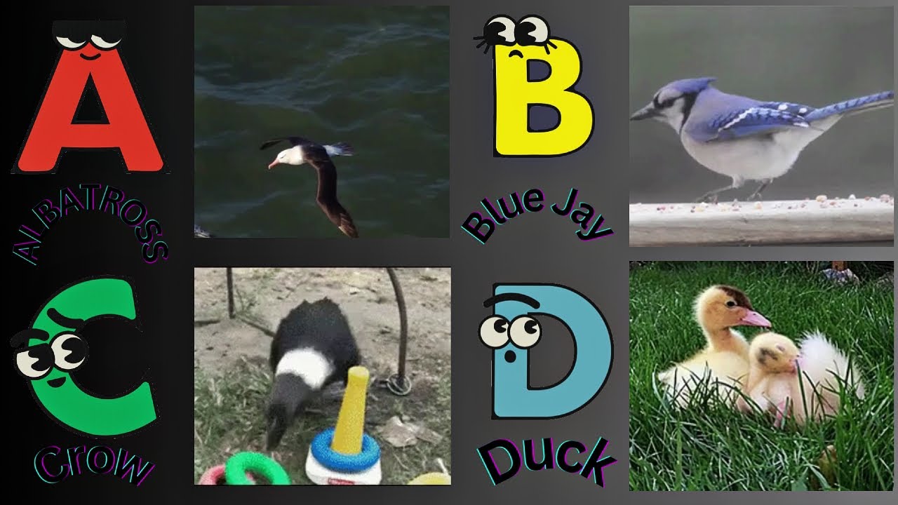 ABC Song | Birds ABC Song | Phonics for Kids, Learn ABC, Baby Alphabet ...