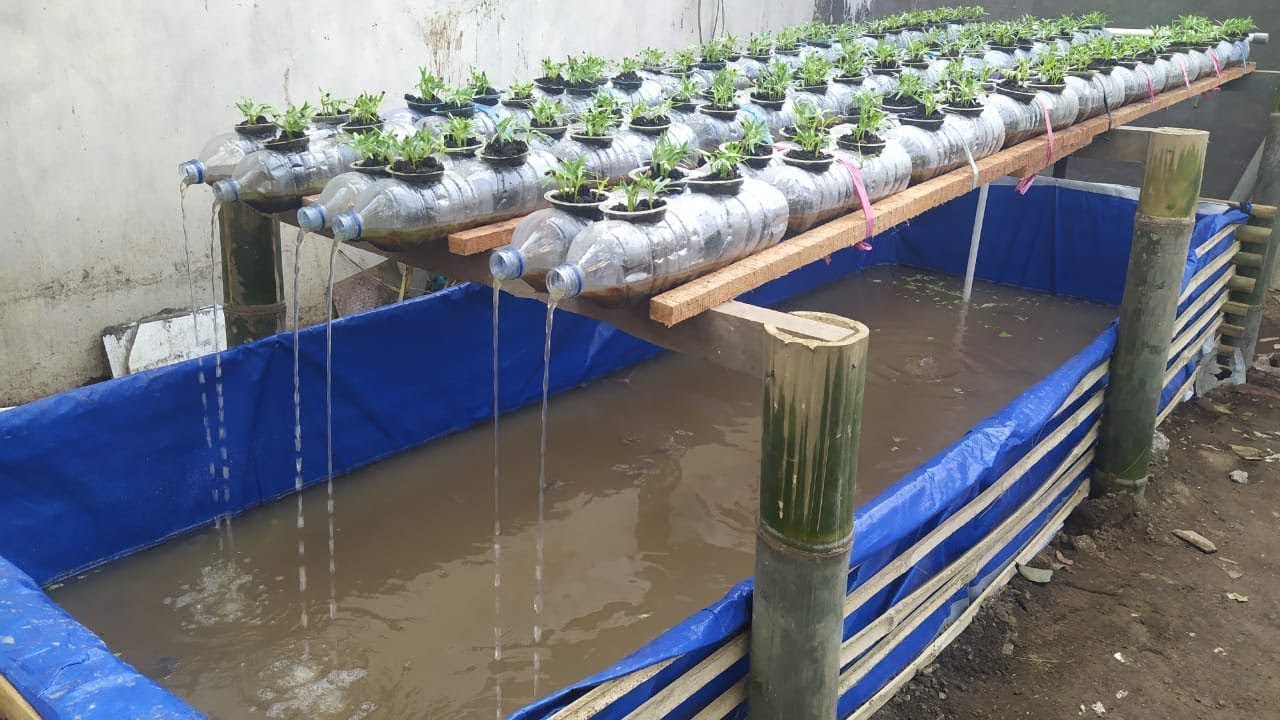 Over 1000 Plastic Bottles For Backyard Aquaponics Farming Fresh Fish ...