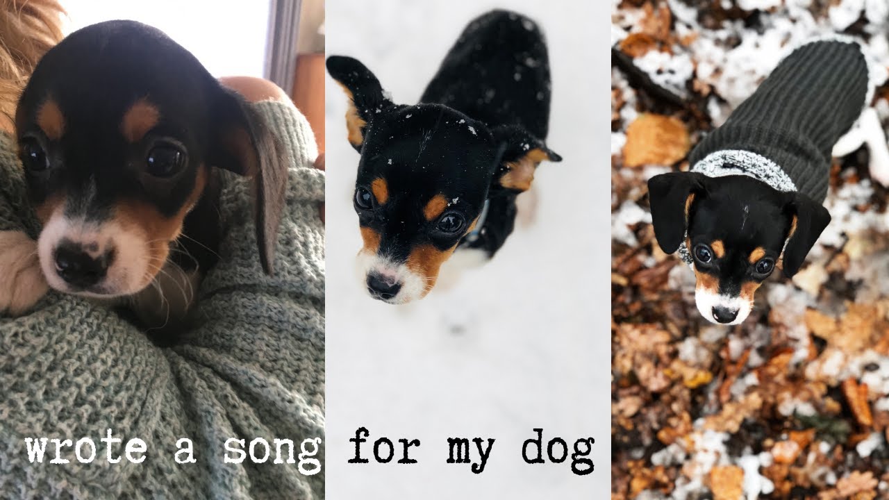I wrote a song for my dog//One year in 3 minutes - YouTube
