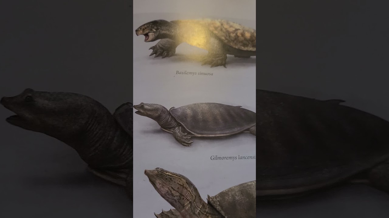 Saurian Book Look through and Review - YouTube