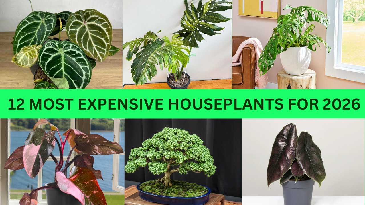 12 Most Expensive Houseplants for 2026 | Rare Houseplants | Expensive ...