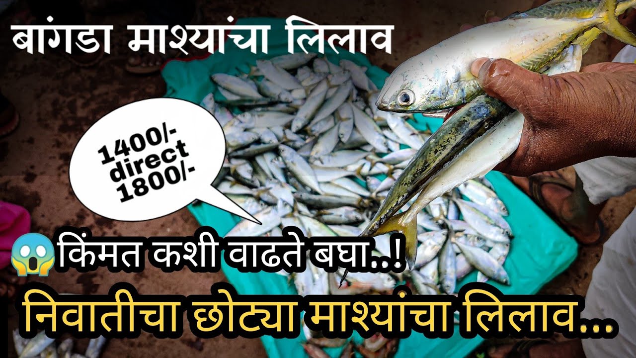 बागडा माश्यांचा लिलाव - निवती 🐟 | बांगडा मासा | Bangda Fish Auction ...