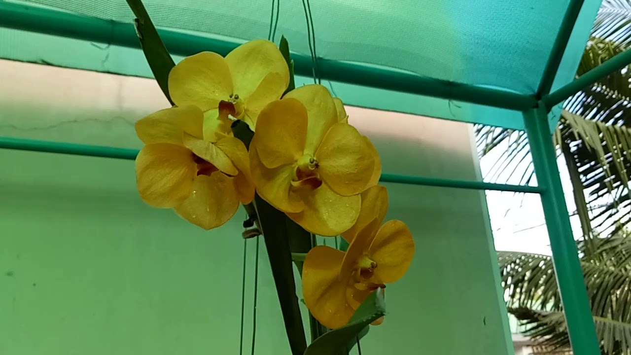 Vanda Strap Leaf Orchid, V. Tubtim Gold #6 - YouTube
