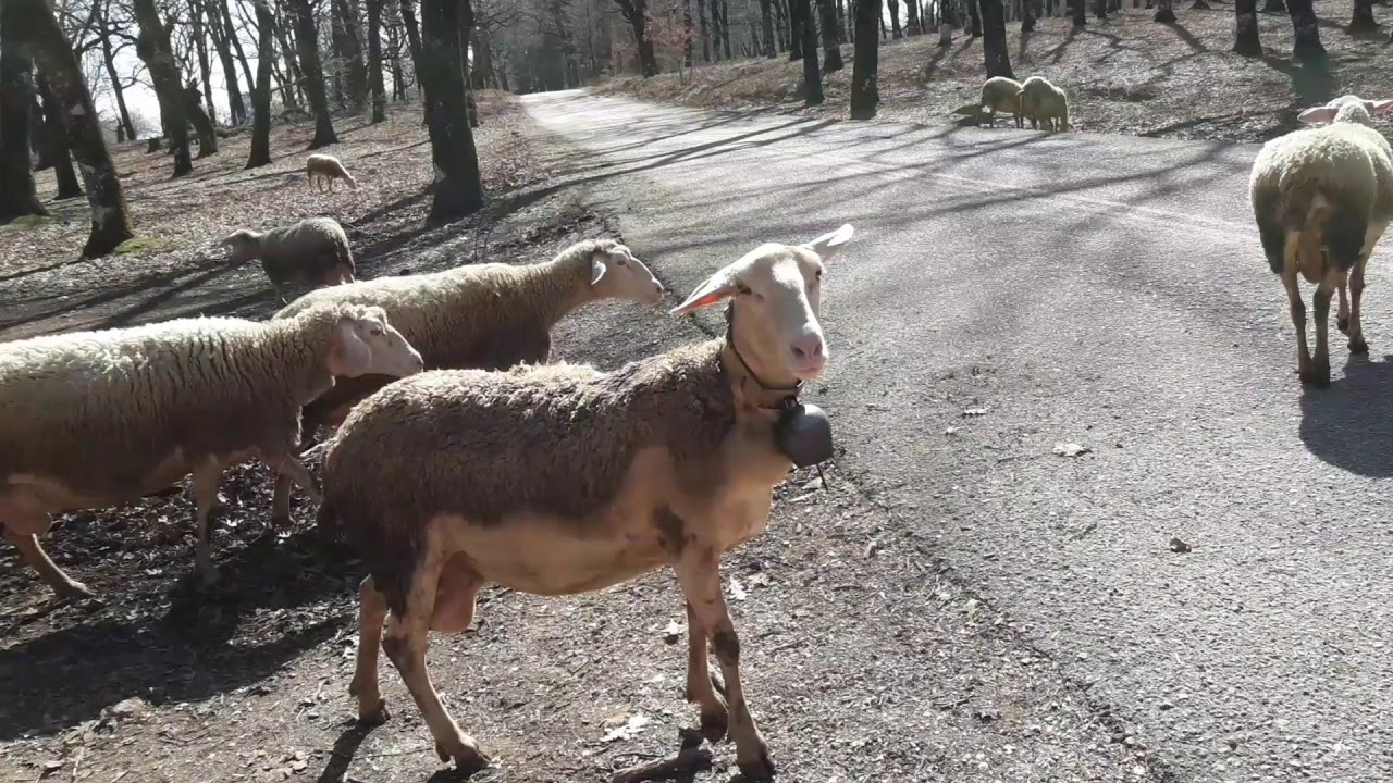Διέλευση κοπαδιού προβάτων του δάσους της Φολόης - YouTube