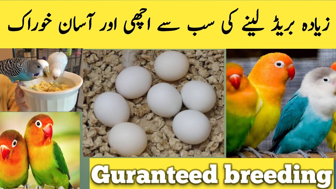 Hot breeding formula| Budgies parrots information| - YouTube
