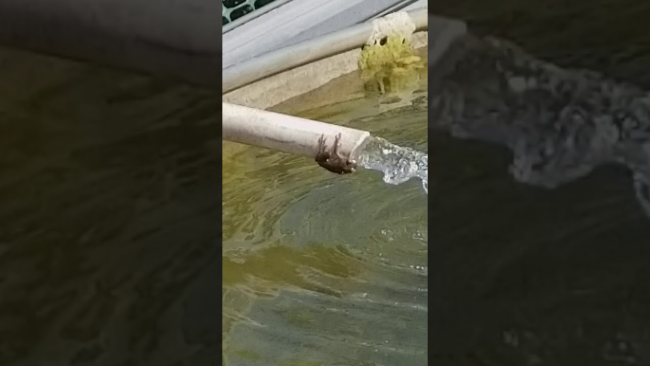 Frog fail - YouTube