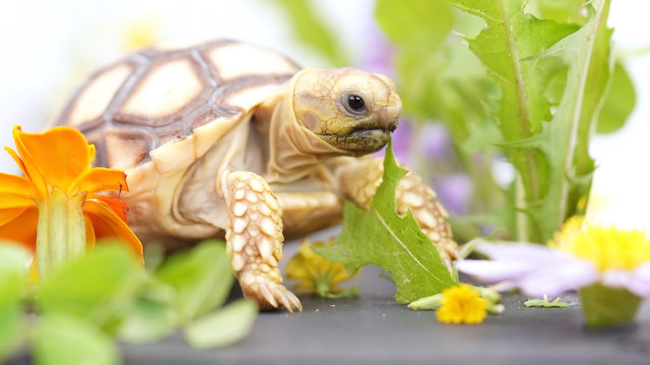 What Flowers Do Tortoises Like To Eat at Therese Arnold blog