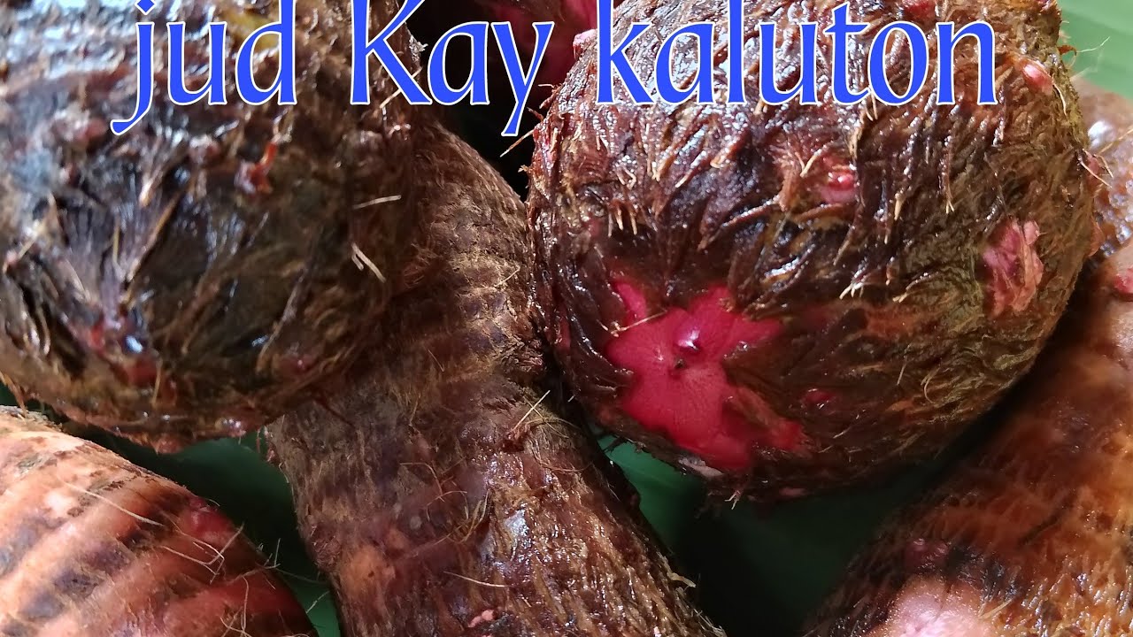 HARVESTING LUTYA (Butig) - YouTube