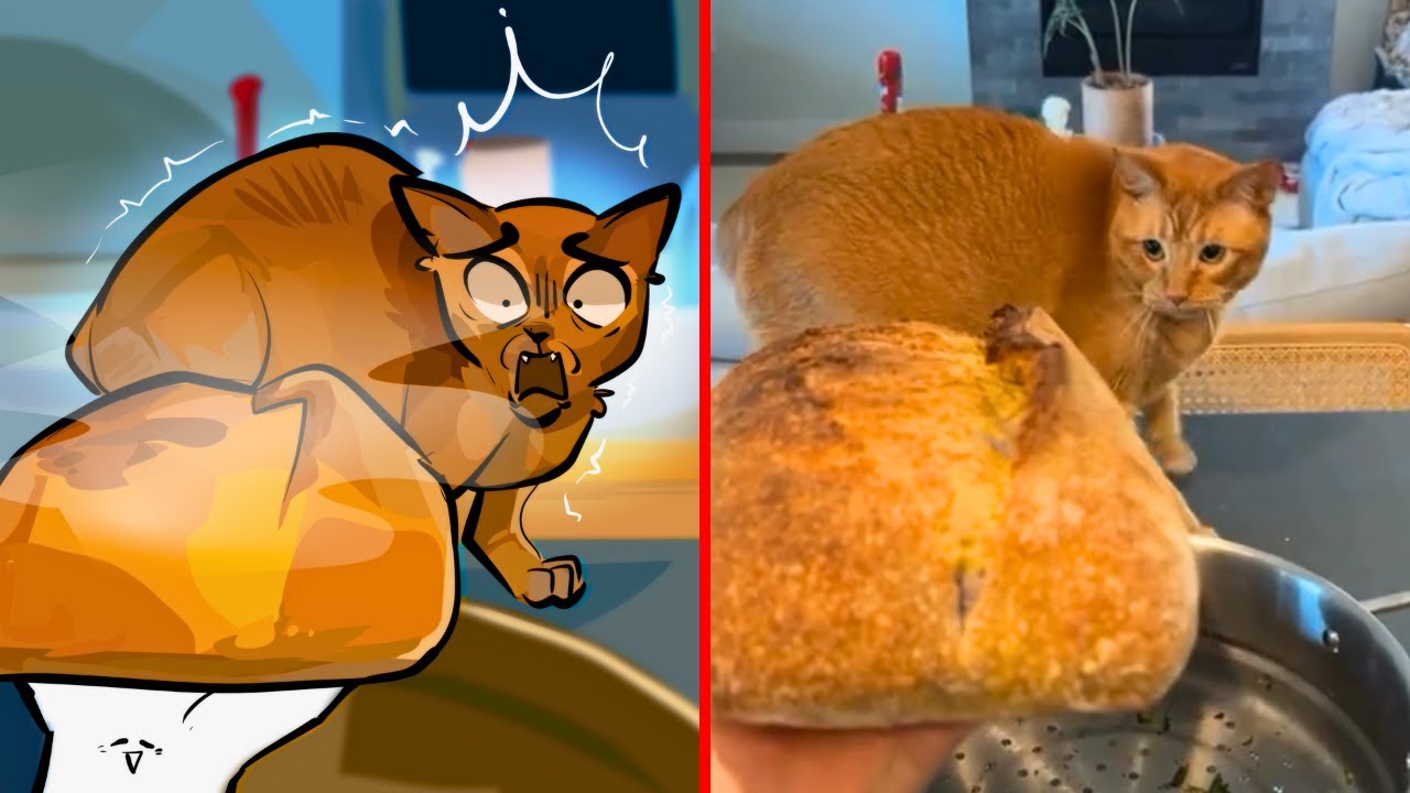 Cat Got Scared of a Loaf of Bread 😹🐶 Funniest Dogs and Cats - YouTube