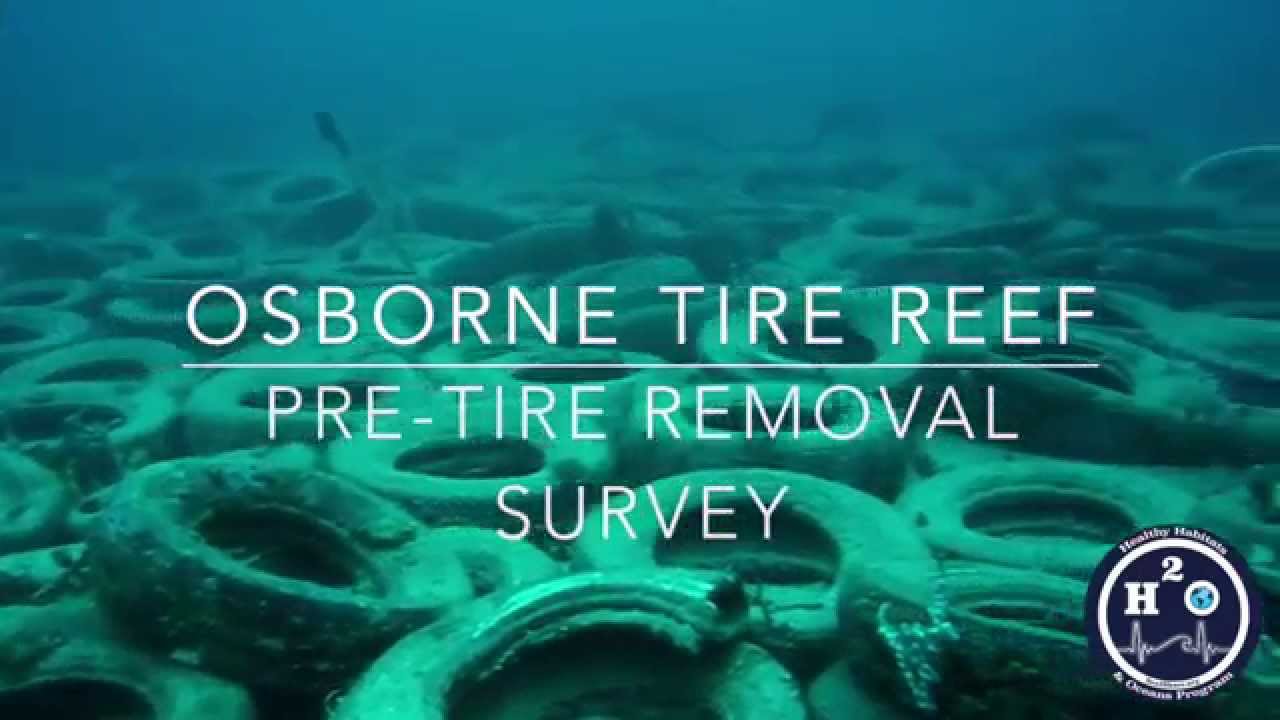 Osborne Tire Reef - Fort Lauderdale - YouTube