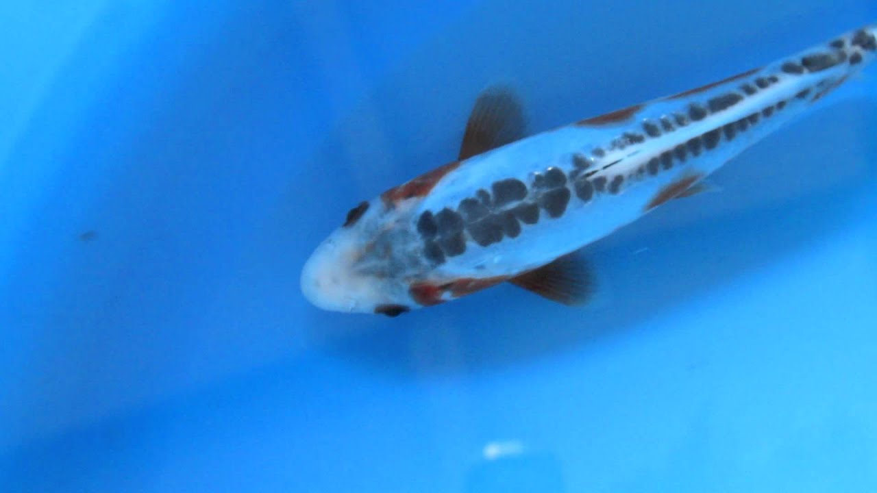 10" shusui - koi fish - YouTube