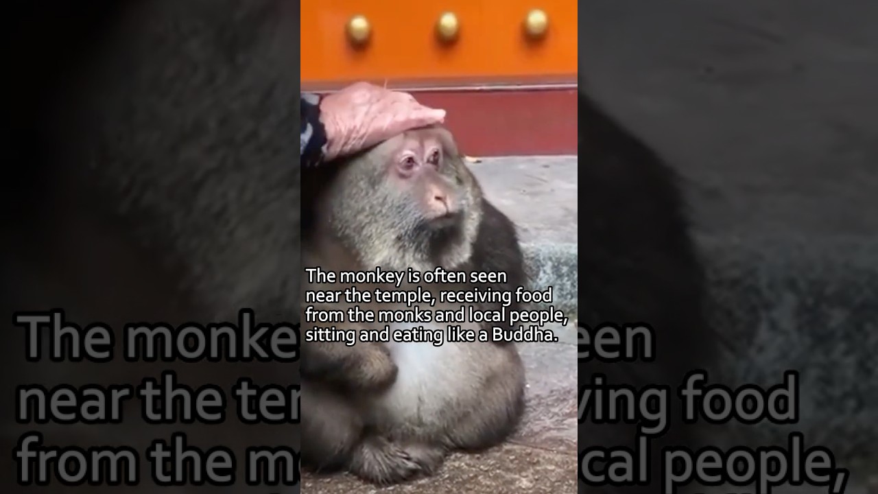 One-armed monkey kept by temple for 10 years becomes kind-eyed like ...