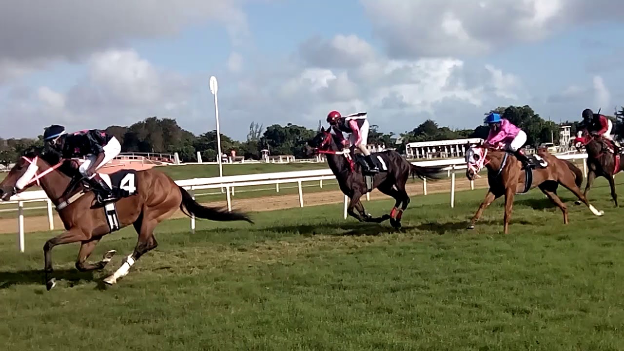Barbados Horse Racing Boxing Day 2017 - YouTube