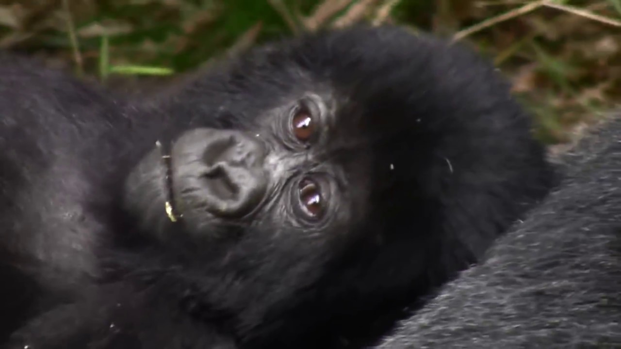 Baby Mountain Gorilla Falls Down - YouTube