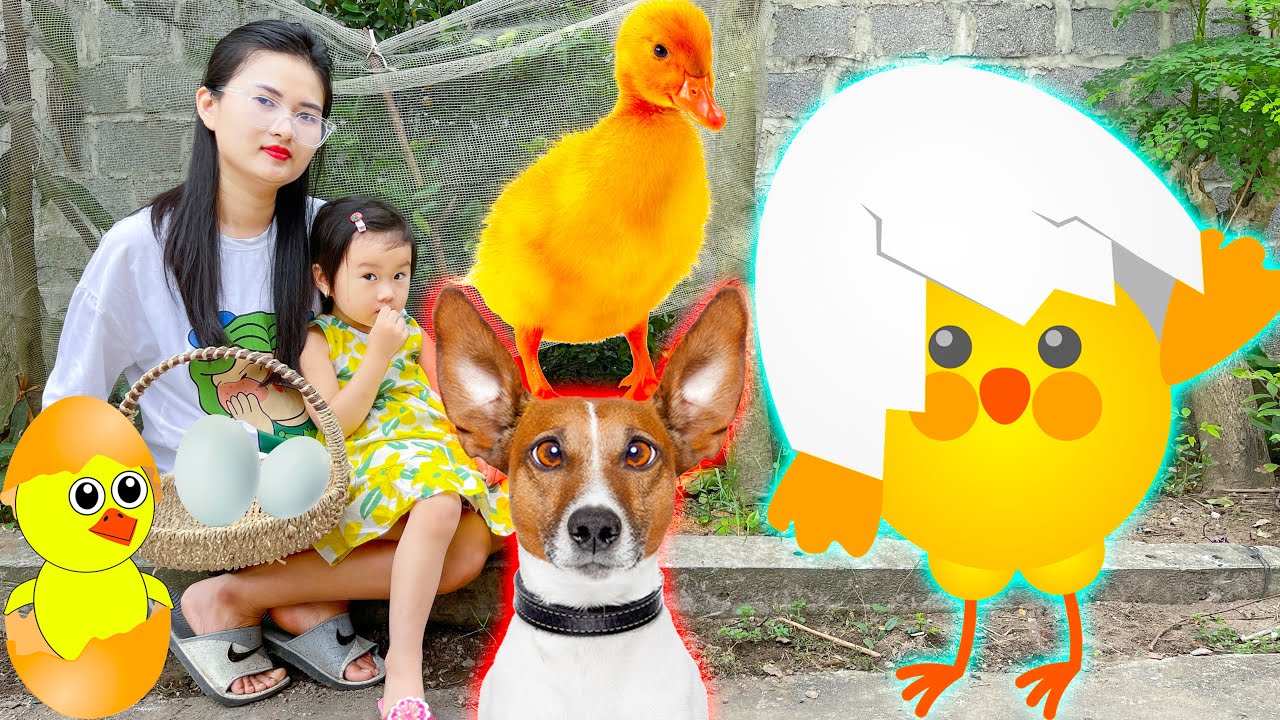 Cam cam và Changcady ấp trứng vịt nở ra một con vịt con đáng yêu ...