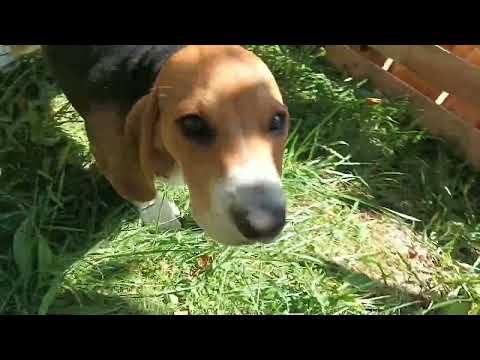 Chiot Beagle à vendre: Tempo (Mâle)