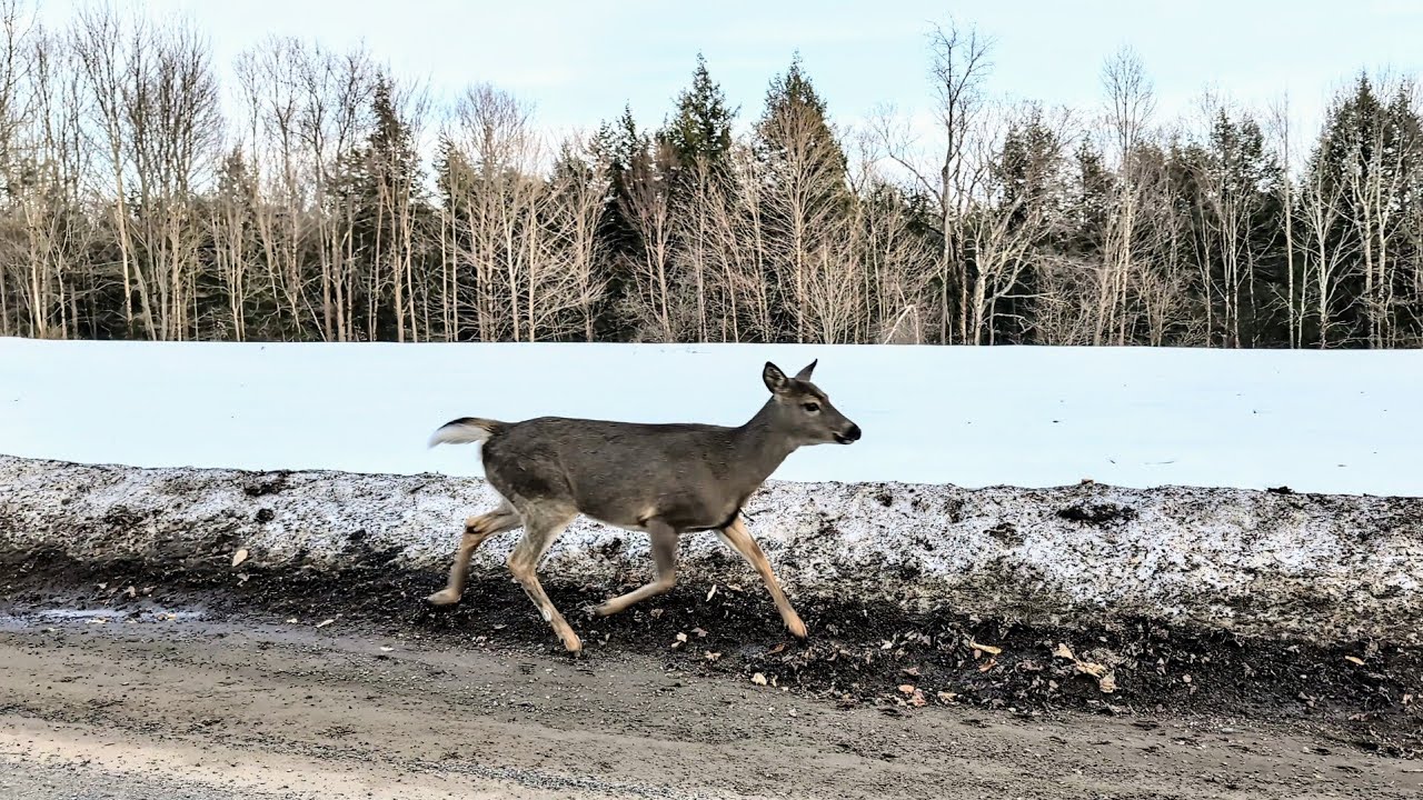 Deer | Doing Deer Things - YouTube