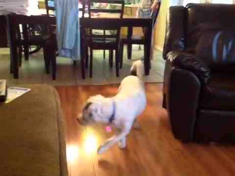 The Moonwalking Dog - YouTube